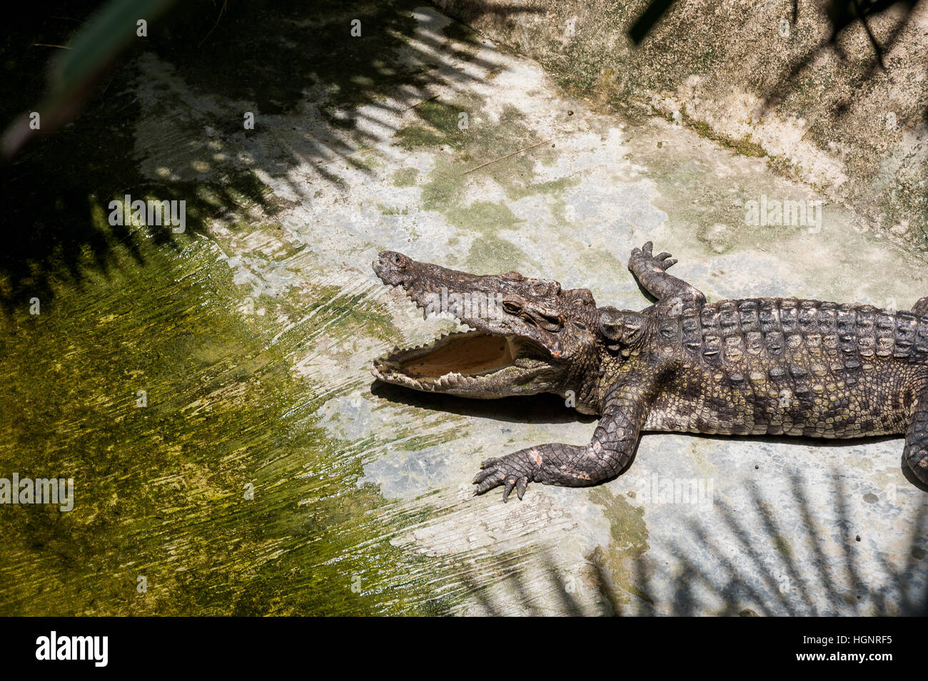 Crocodile Farm Australia Stockfotos und -bilder Kaufen - Alamy