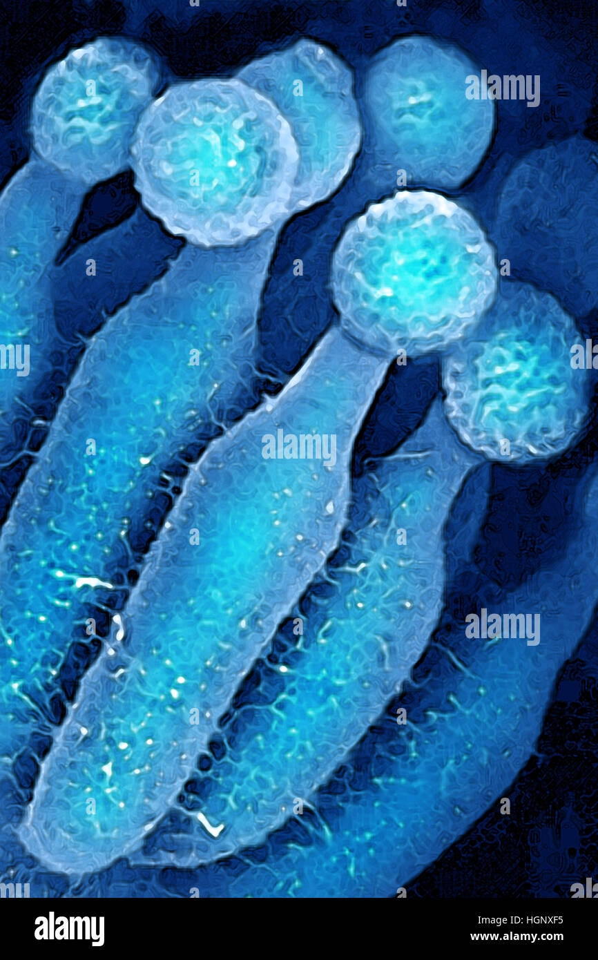 Penicillium fungus mold -Fotos und -Bildmaterial in hoher Auflösung – Alamy