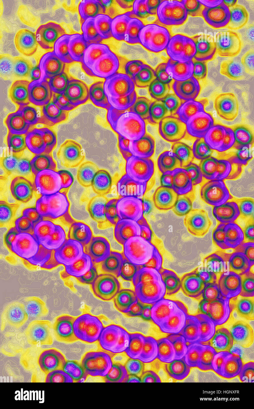 Streptococcus sp -Fotos und -Bildmaterial in hoher Auflösung – Alamy