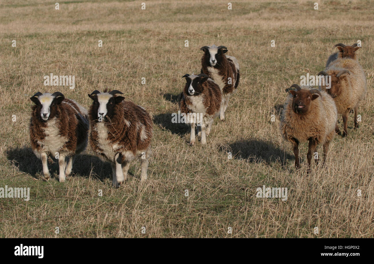 Seltene rassen bauernhof seltene rassen essex england -Fotos und ...