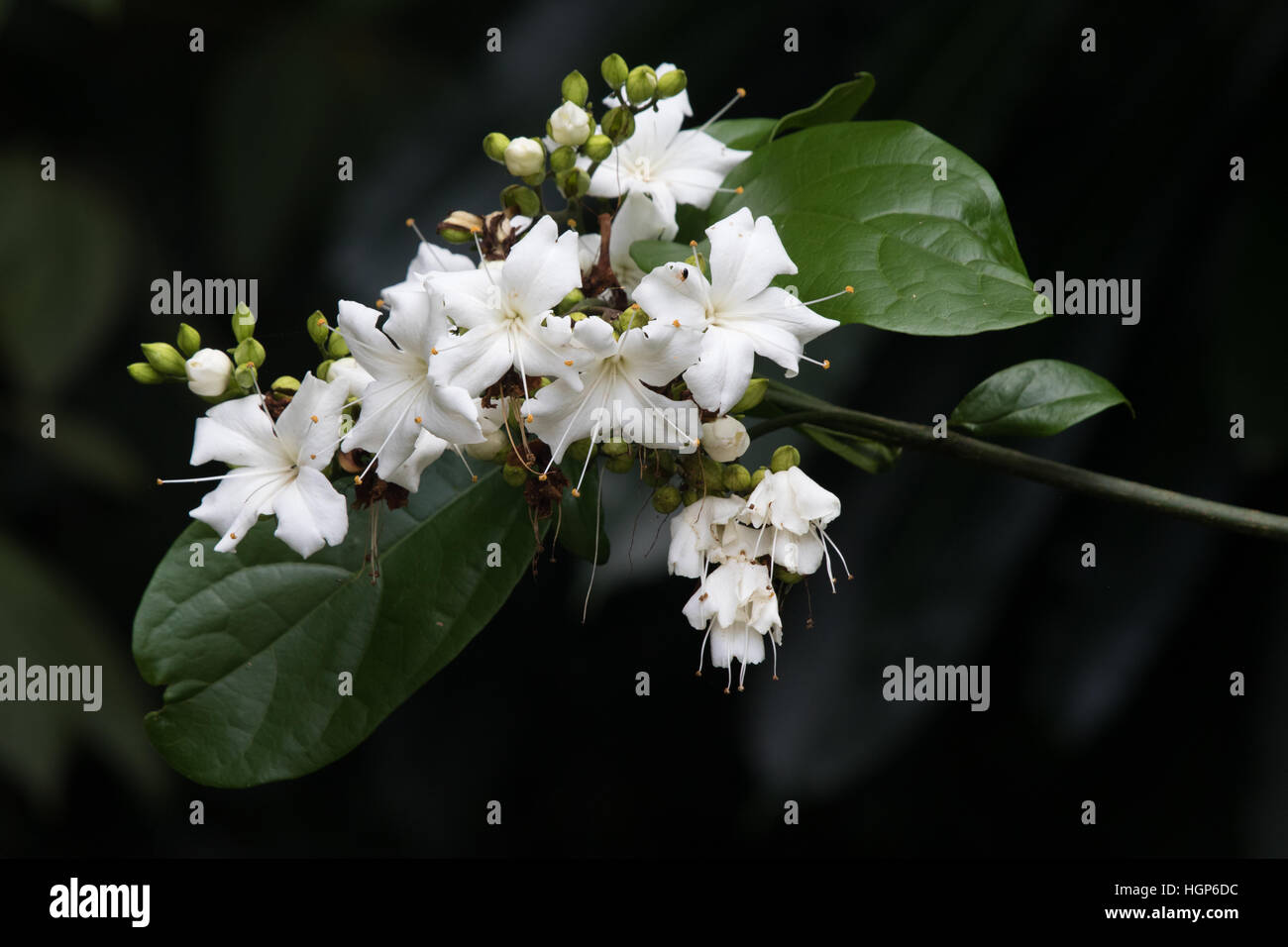 Faradaya splendida -Fotos und -Bildmaterial in hoher Auflösung – Alamy