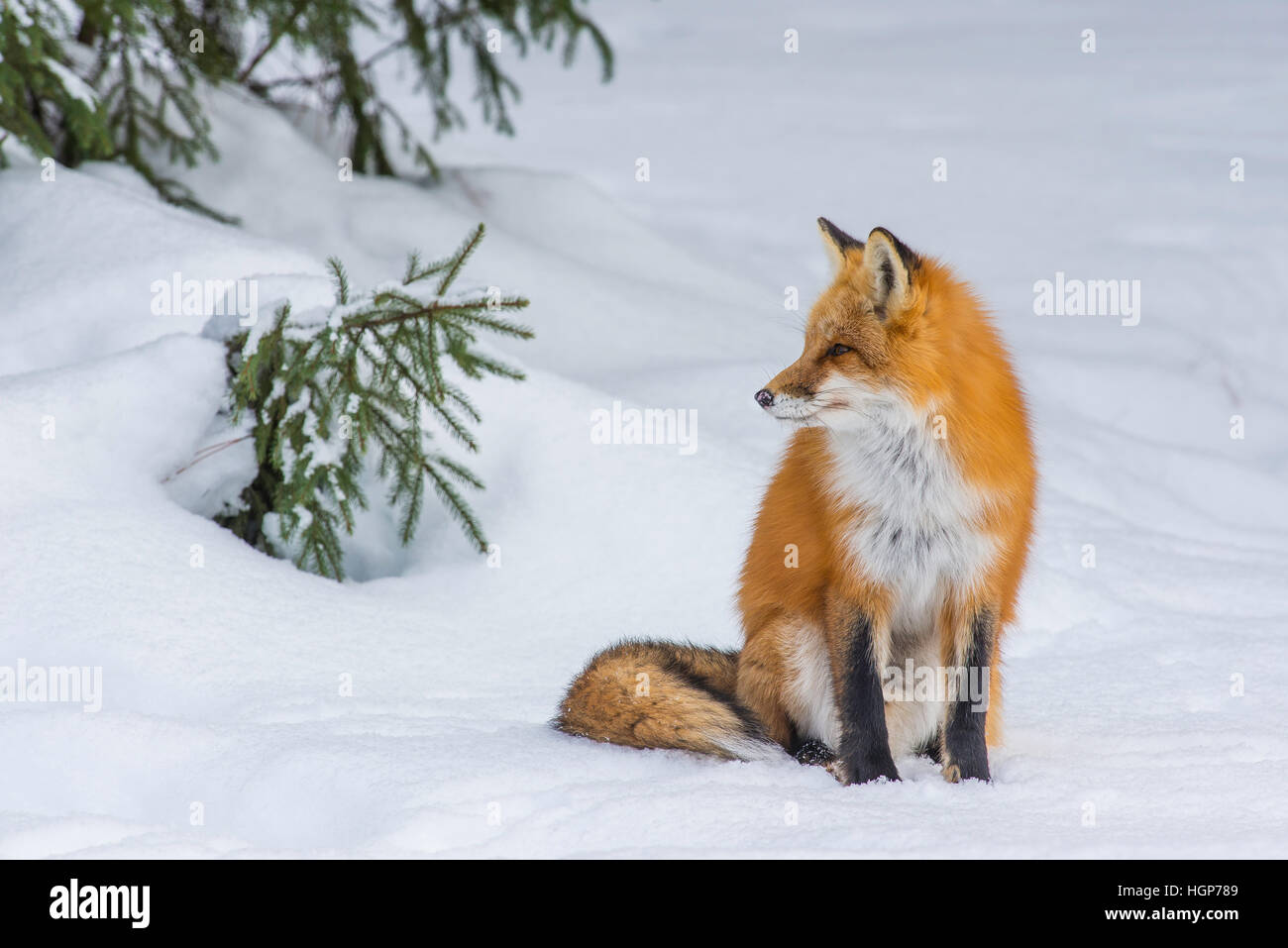 Rotfuchs im wintersaisonfoto -Fotos und -Bildmaterial in hoher ...