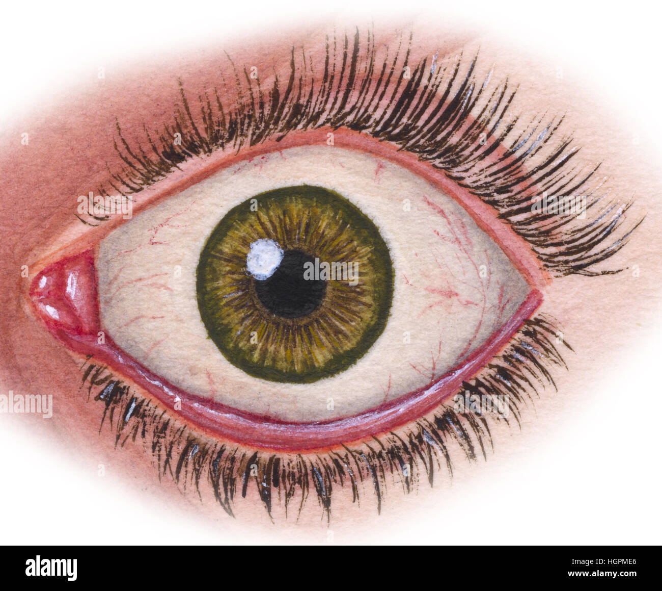 Lamina cribrosa von sclera -Fotos und -Bildmaterial in hoher Auflösung ...