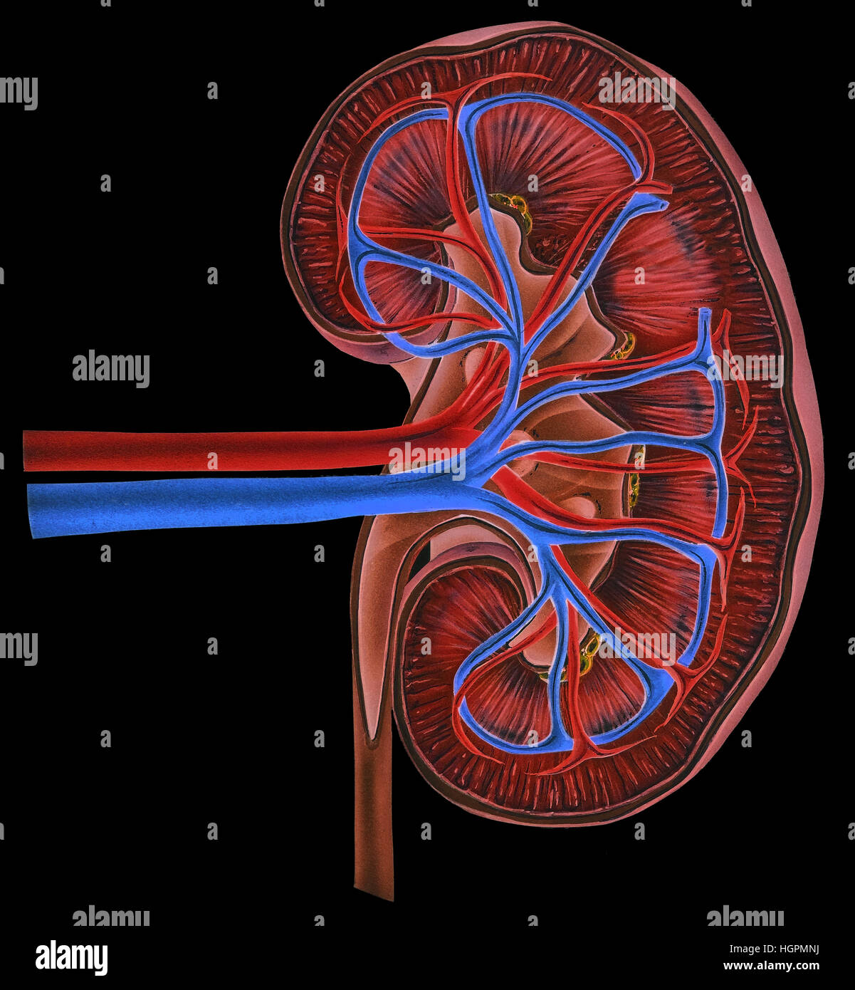 Kidney glomerulus anatomy -Fotos und -Bildmaterial in hoher Auflösung ...