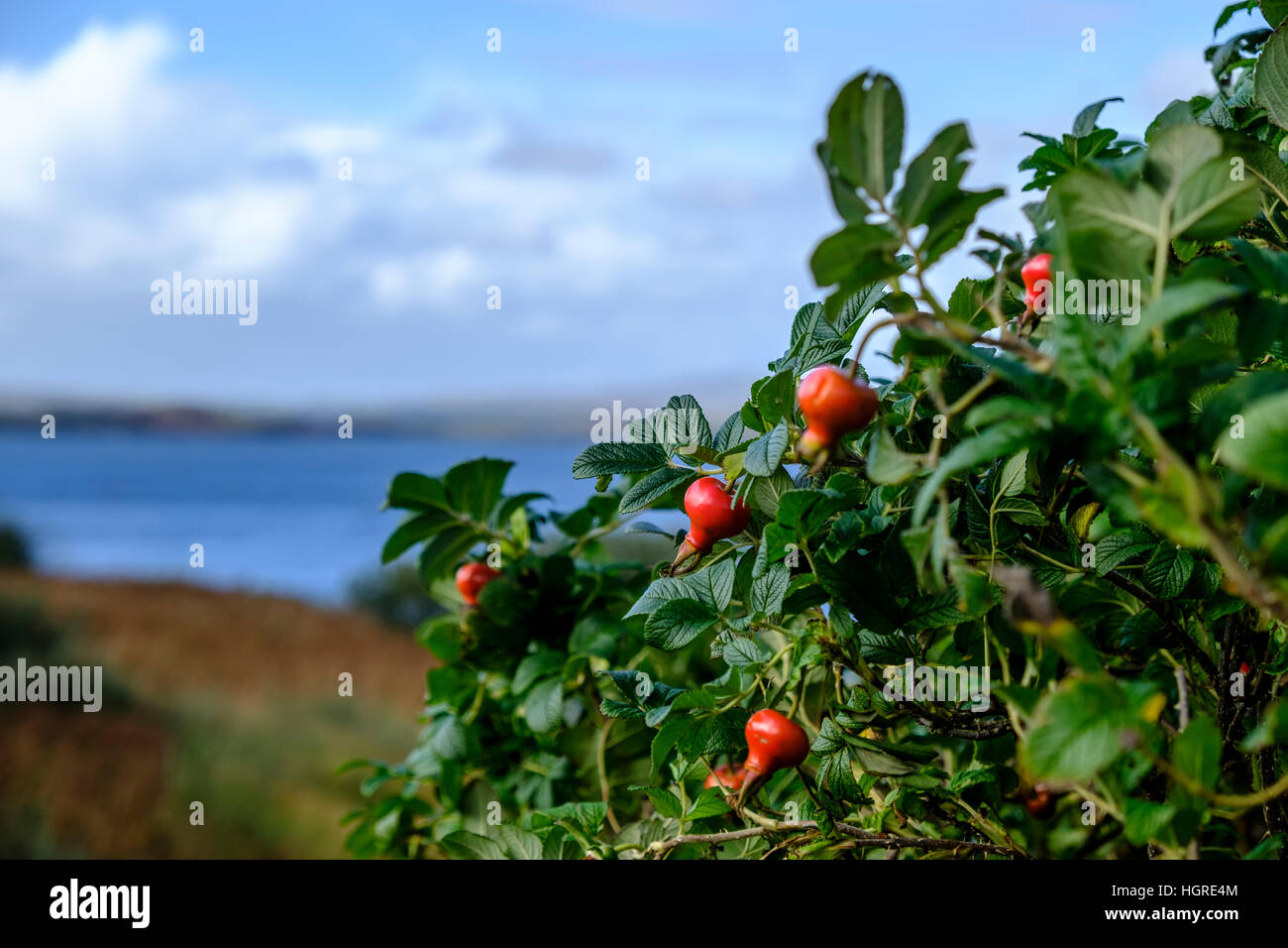 Wild rose bush -Fotos und -Bildmaterial in hoher Auflösung – Alamy