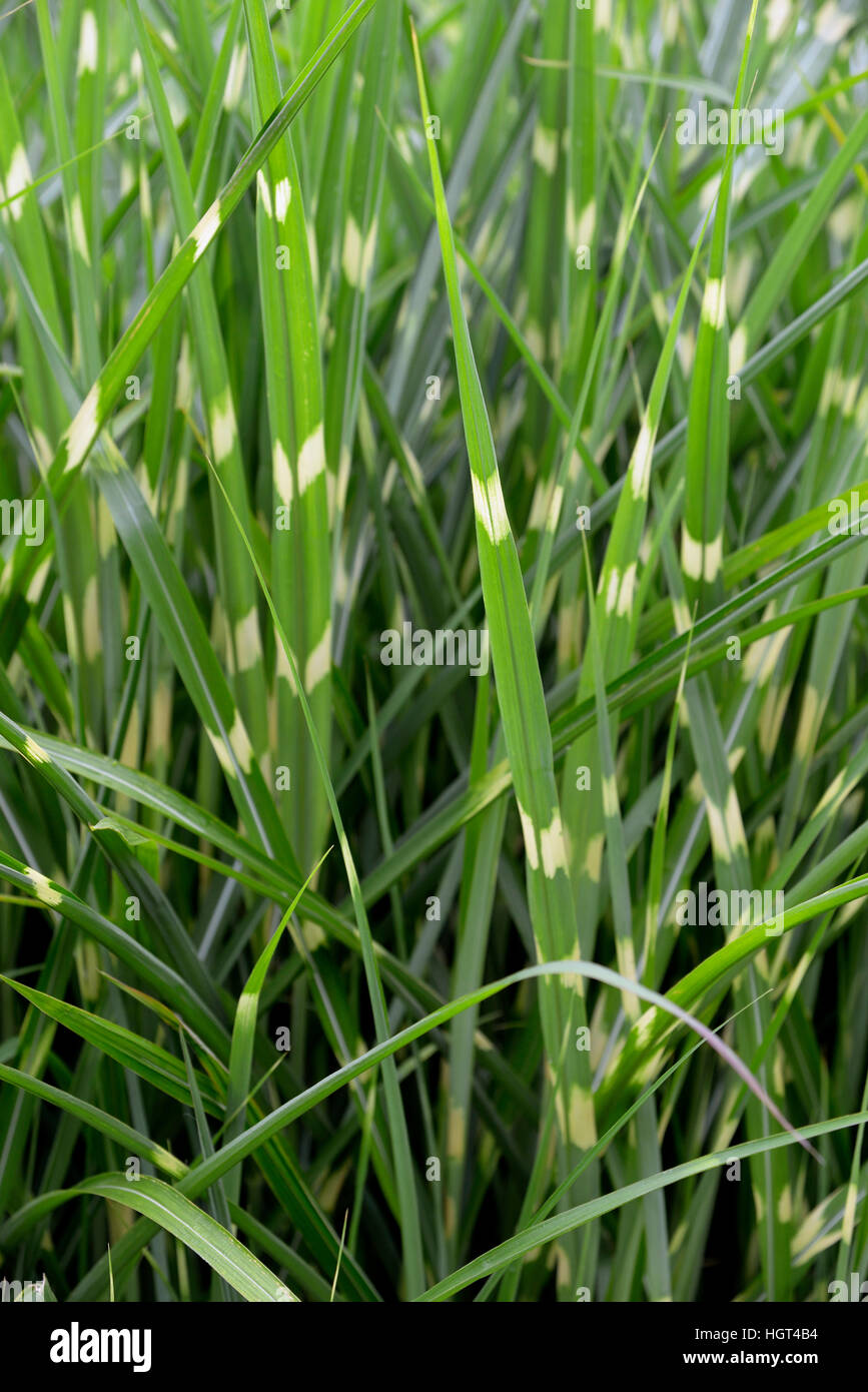 Miscanthus sinensis var zebrinus -Fotos und -Bildmaterial in hoher ...