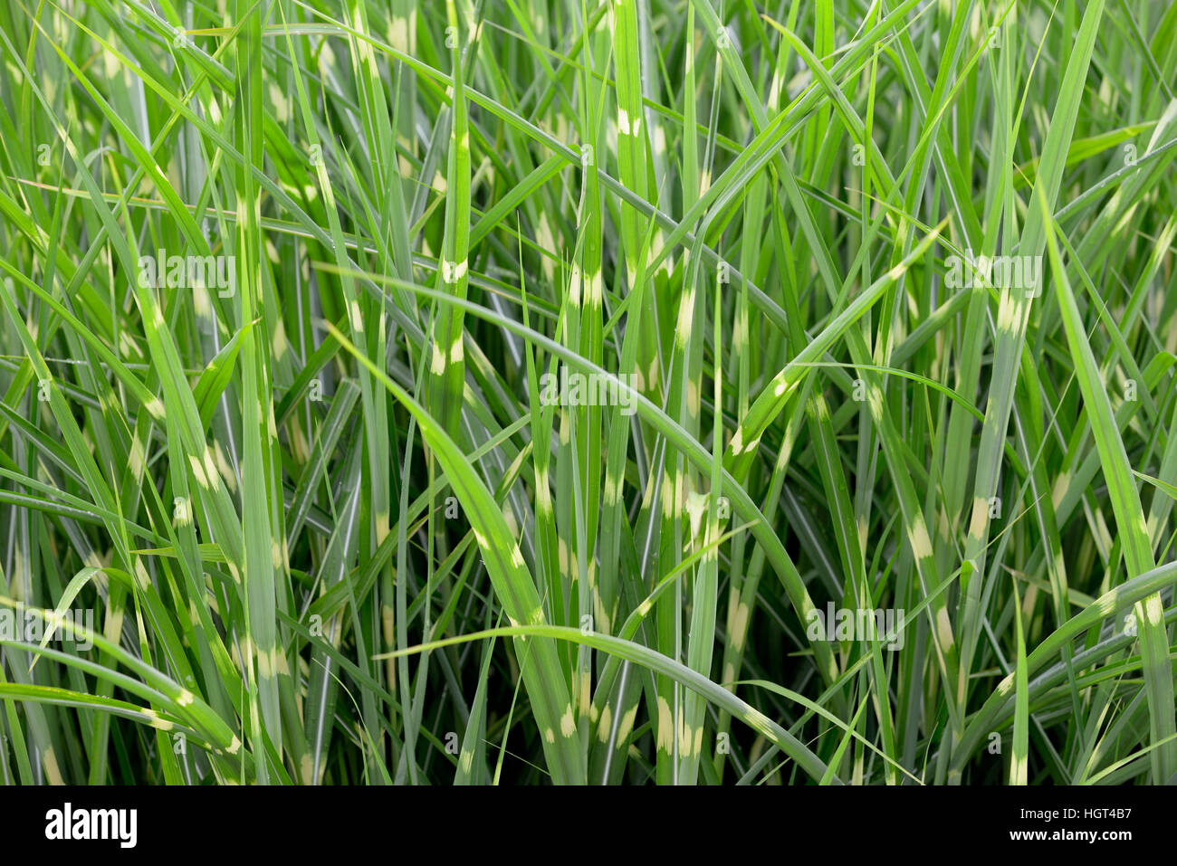 Miscanthus sinensis var zebrinus -Fotos und -Bildmaterial in hoher ...