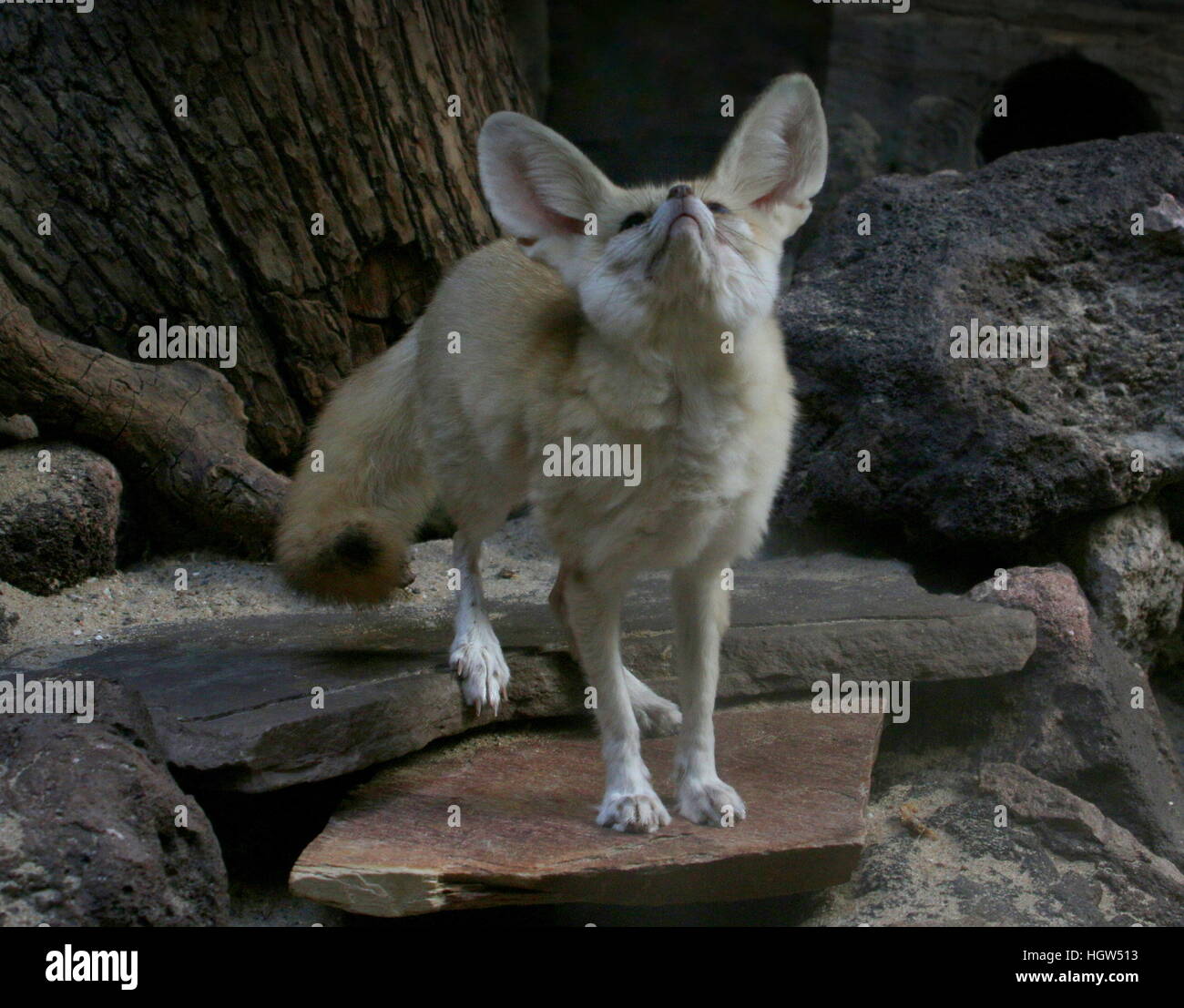 Nordafrikanischer saharan fennek fuchs -Fotos und -Bildmaterial in ...