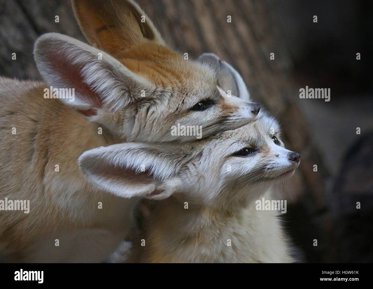 Männliche und weibliche nordafrikanischen / Sahara Fennec Fox (Fennecus ...
