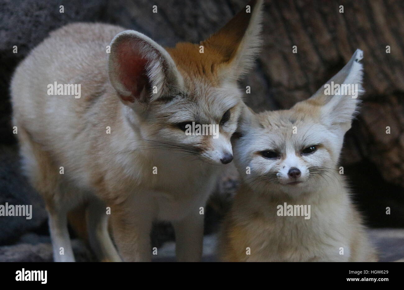 Männliche und weibliche nordafrikanischen / Sahara Fennec Fox (Fennecus ...