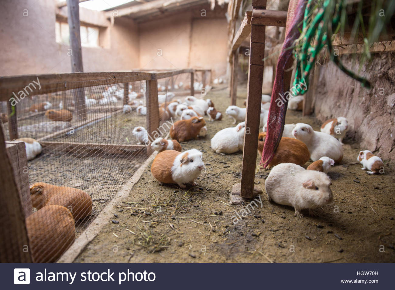 Cuy Guinea Pig Stockfotos & Cuy Guinea Pig Bilder - Alamy