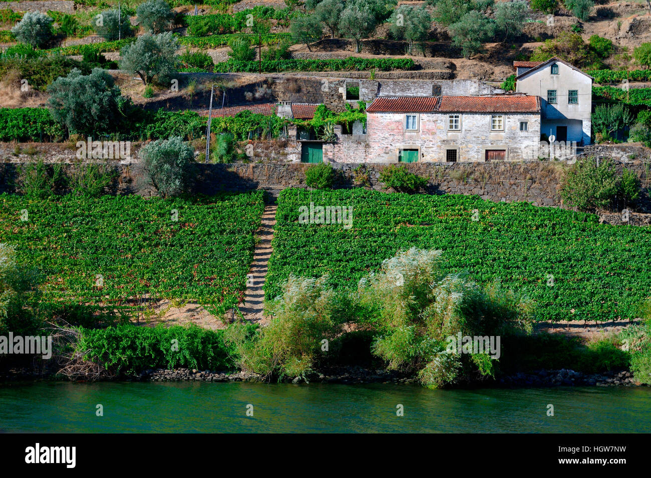 Weinberge am douro -Fotos und -Bildmaterial in hoher Auflösung – Alamy