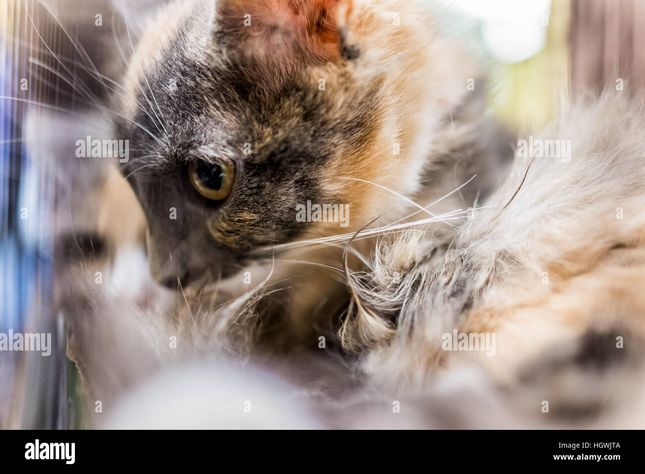 Calico kitten -Fotos und -Bildmaterial in hoher Auflösung – Alamy