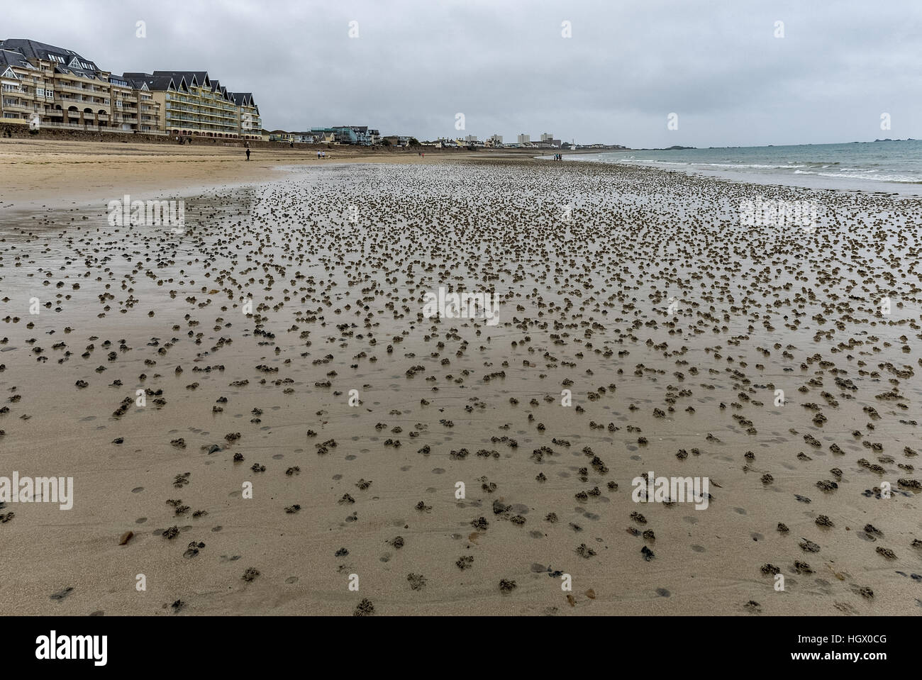 Wattwürmer am Strand Stockfotografie - Alamy