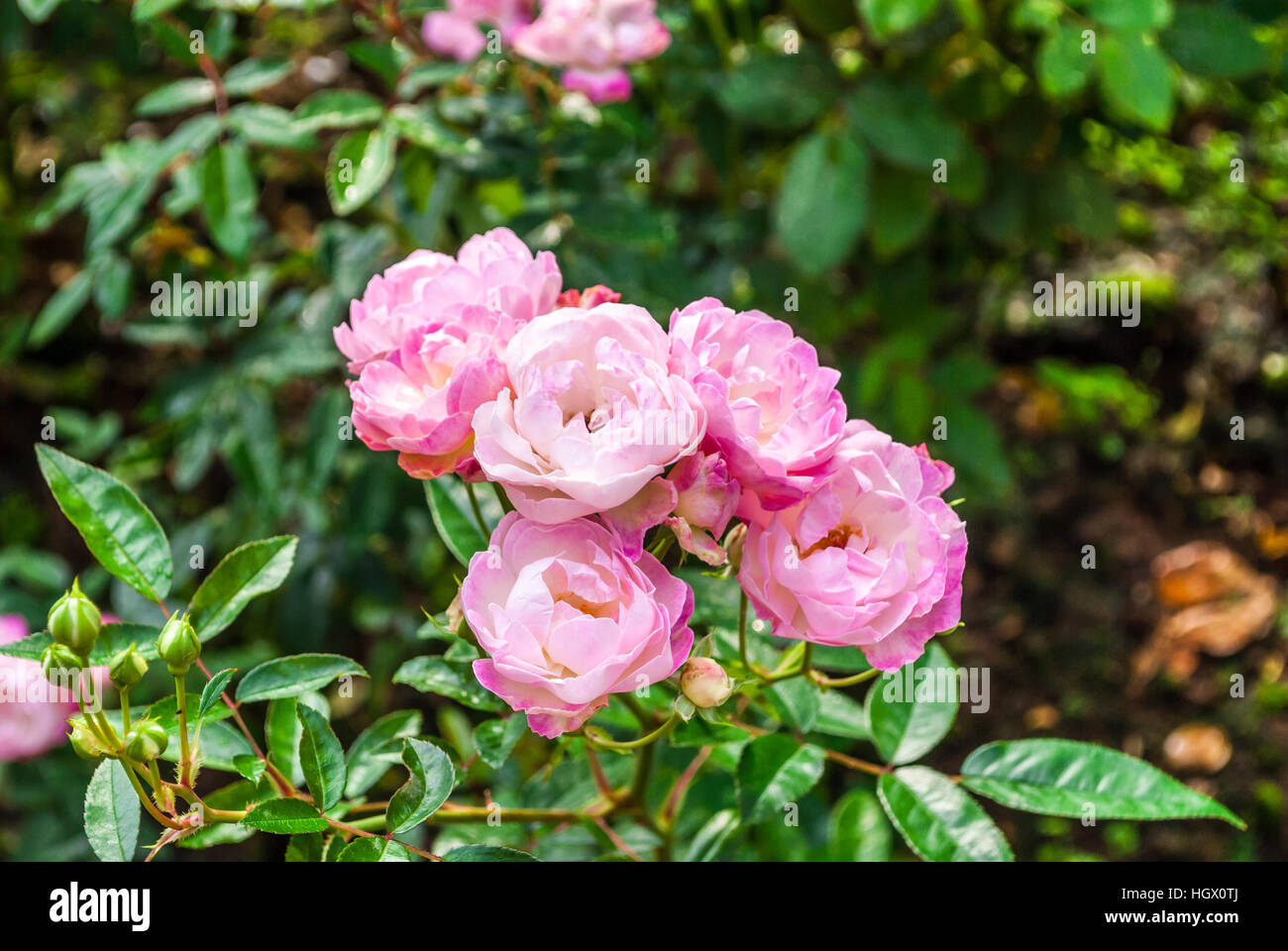 Damaris rosen -Fotos und -Bildmaterial in hoher Auflösung – Alamy