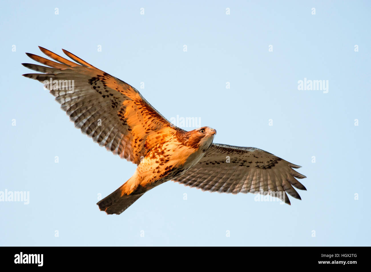 Red tailed hawk -Fotos und -Bildmaterial in hoher Auflösung – Alamy