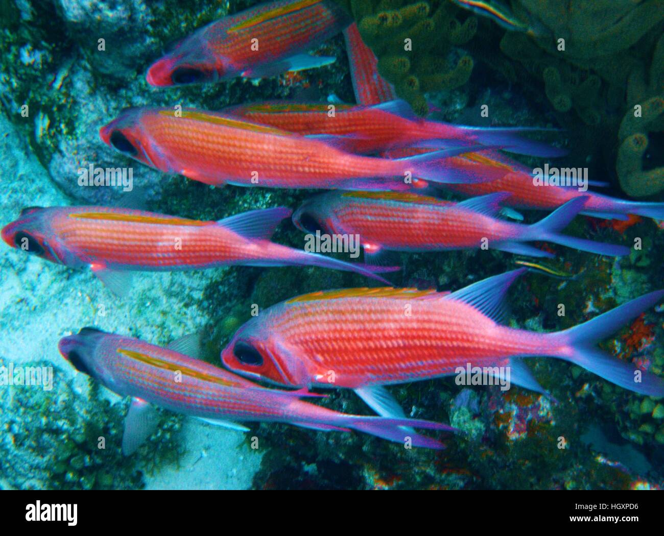 Red snapper fish caribbean -Fotos und -Bildmaterial in hoher Auflösung ...