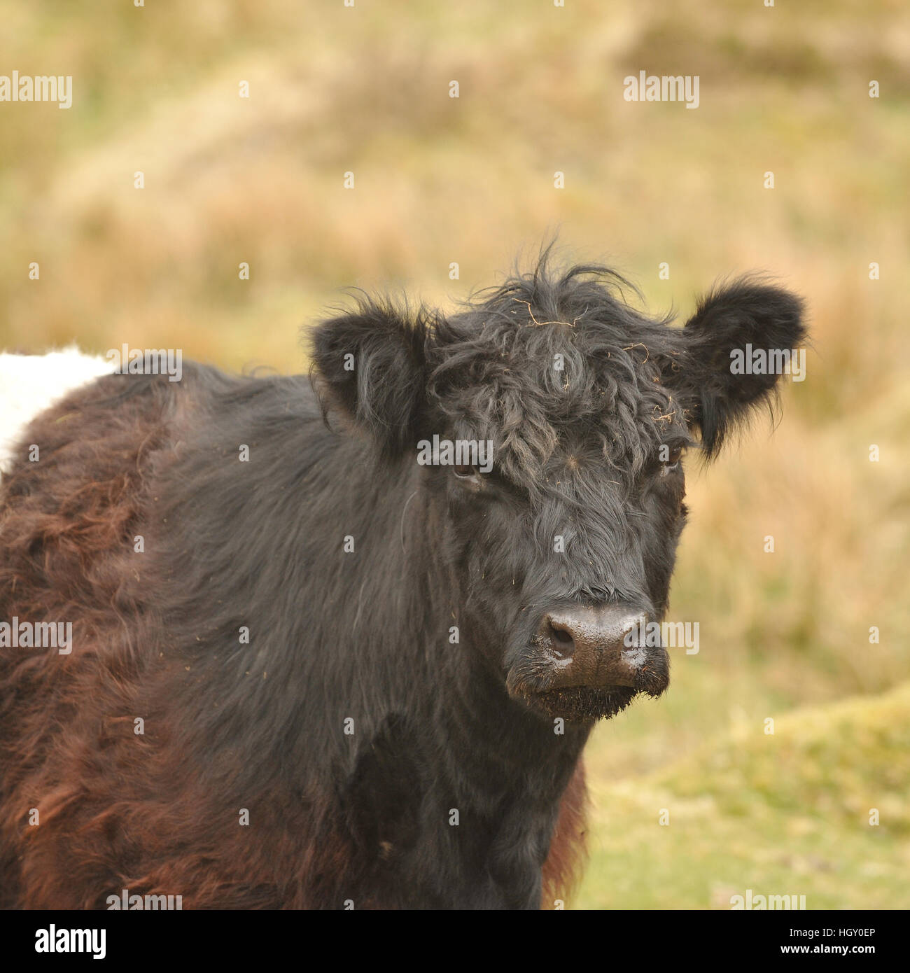 Belted galloway -Fotos und -Bildmaterial in hoher Auflösung – Alamy