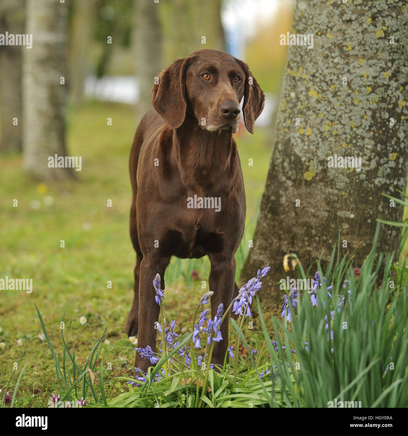 Kurzhaariger Vorstehhund Stockfotos und -bilder Kaufen - Alamy