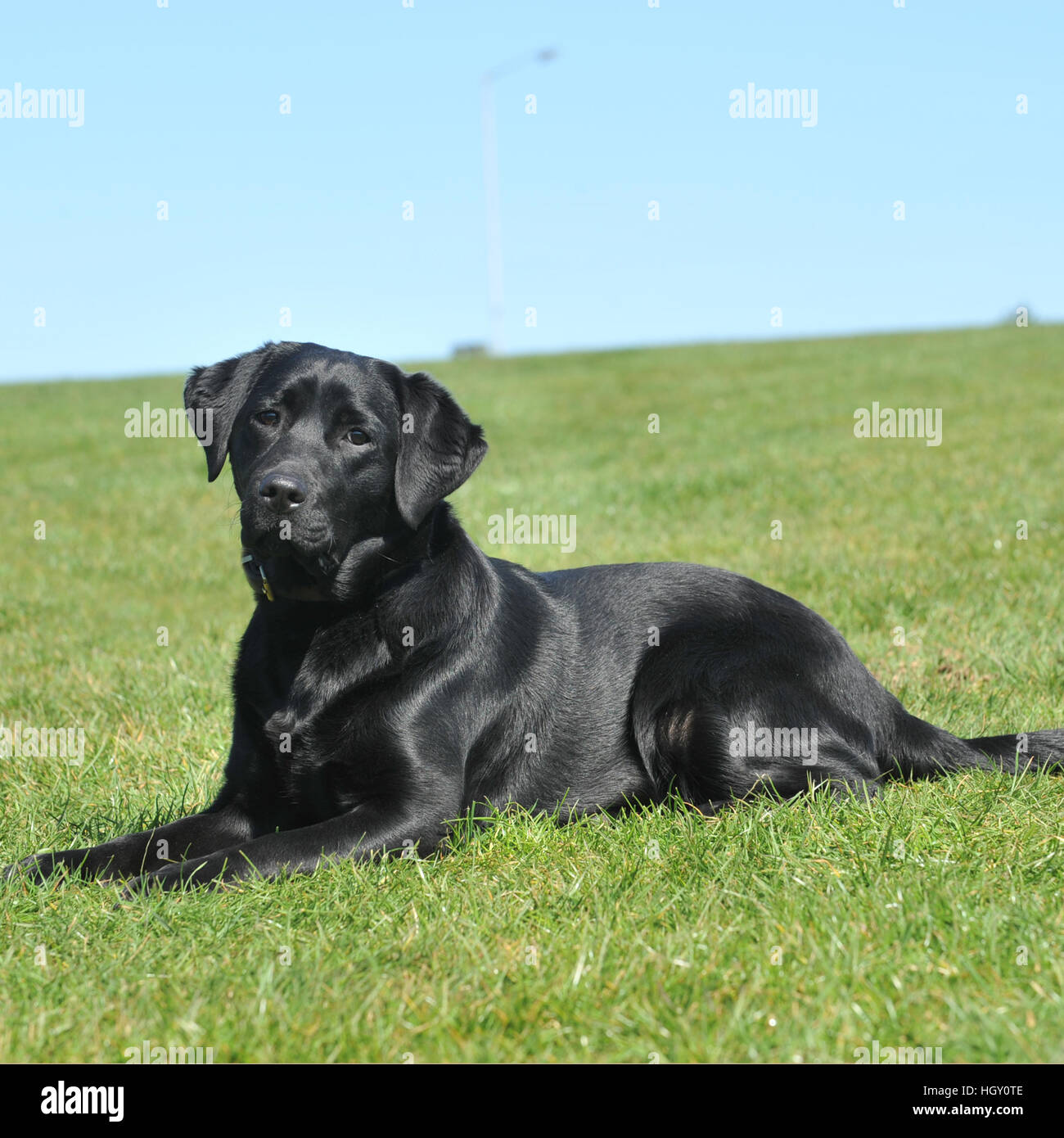 Stammbaum Labrador Stockfotos und -bilder Kaufen - Alamy