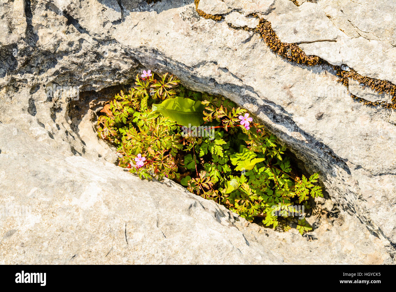 Kraut-Robert Geranium Robertianum & Hart's-tongue Farn Asplenium ...