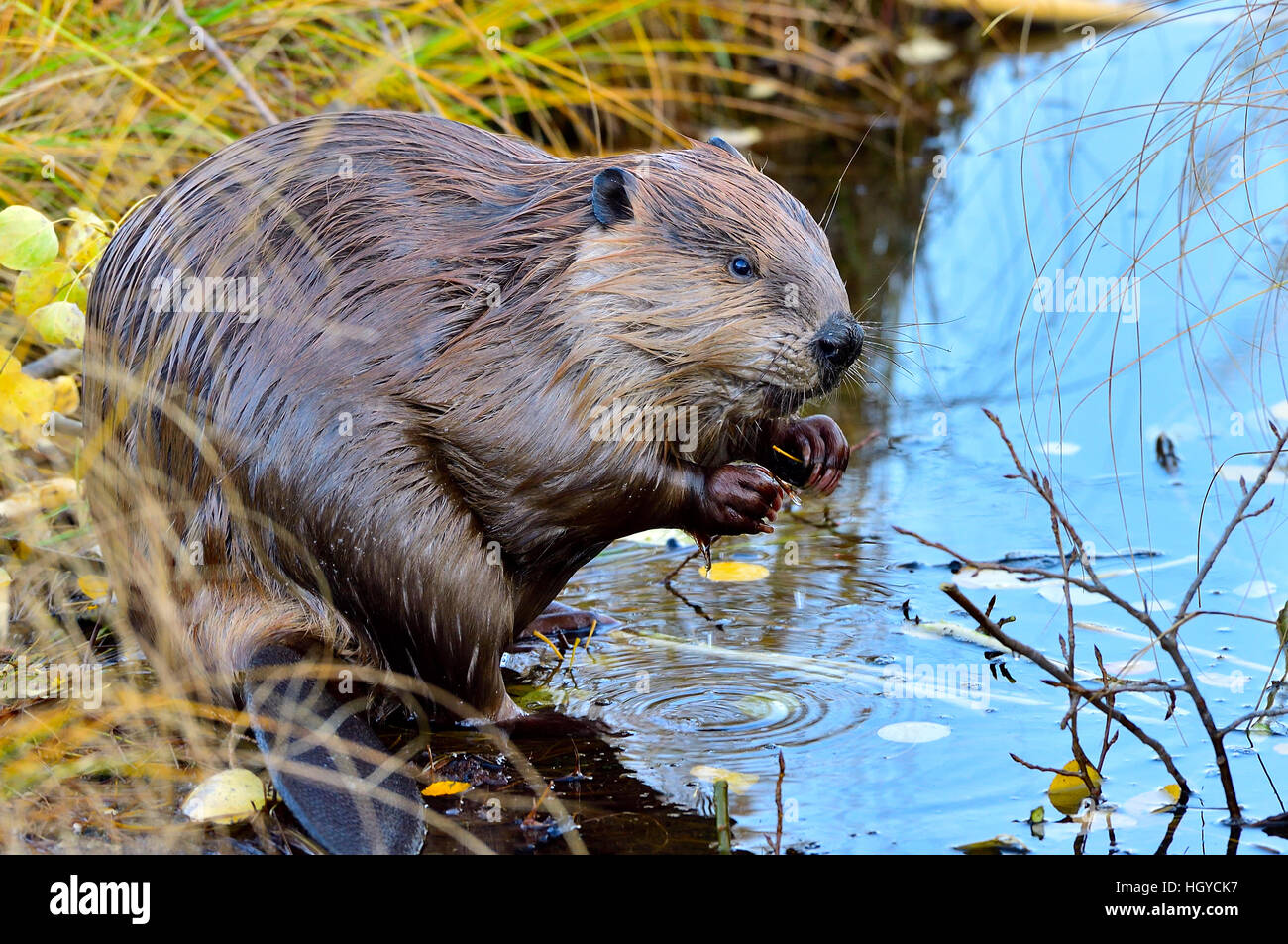Biber Lebensraum Stockfotos und -bilder Kaufen - Alamy