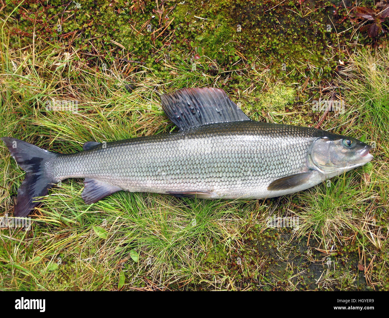 15 kg -Fotos und -Bildmaterial in hoher Auflösung – Alamy