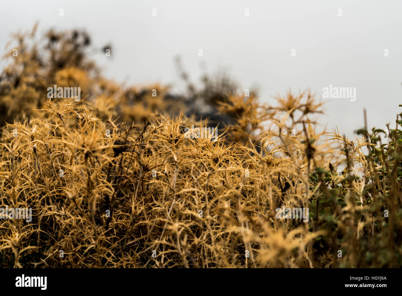Flora of crete -Fotos und -Bildmaterial in hoher Auflösung – Alamy
