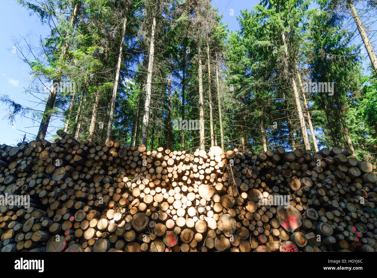 Fichtenholz im elstergebirge -Fotos und -Bildmaterial in hoher ...