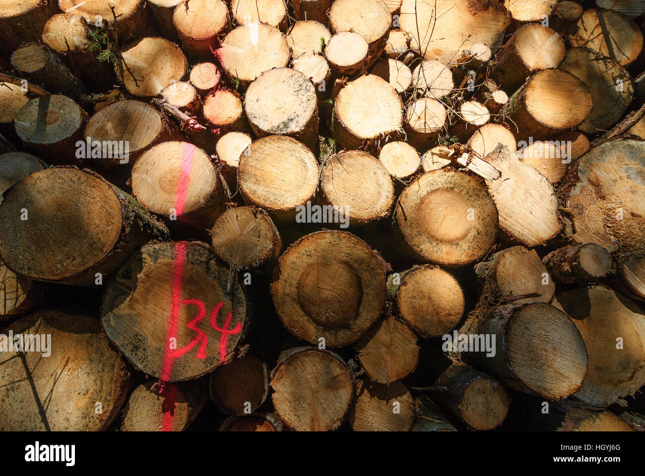 Fichtenholz im elstergebirge -Fotos und -Bildmaterial in hoher ...