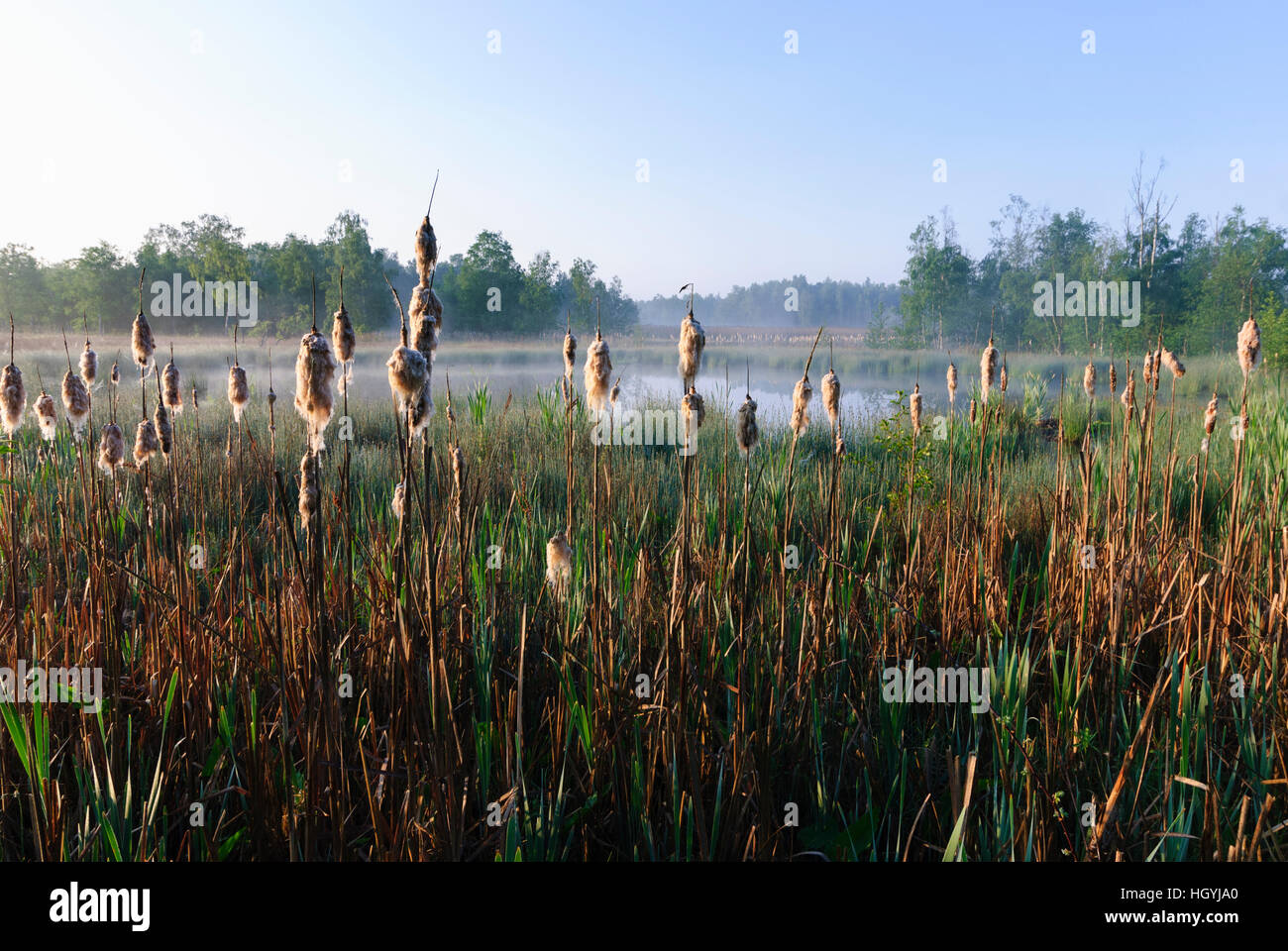 Moor im naturschutzgebiet soos egerland -Fotos und -Bildmaterial in ...