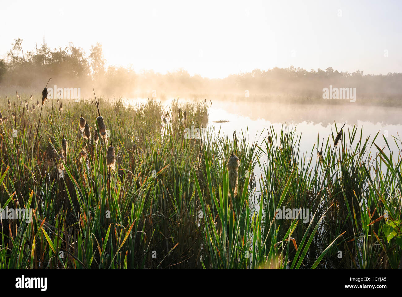 Moor im naturschutzgebiet soos egerland -Fotos und -Bildmaterial in ...