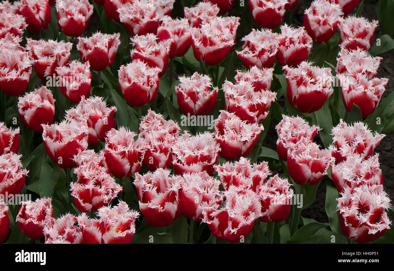 Rote fransen tulpen -Fotos und -Bildmaterial in hoher Auflösung – Alamy