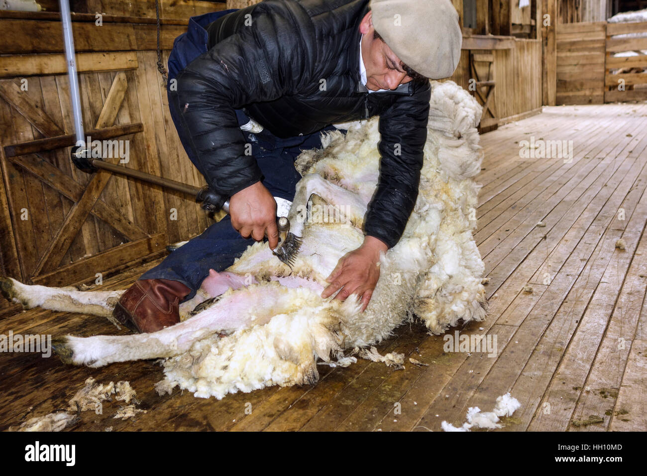 Sheep shaving -Fotos und -Bildmaterial in hoher Auflösung – Alamy