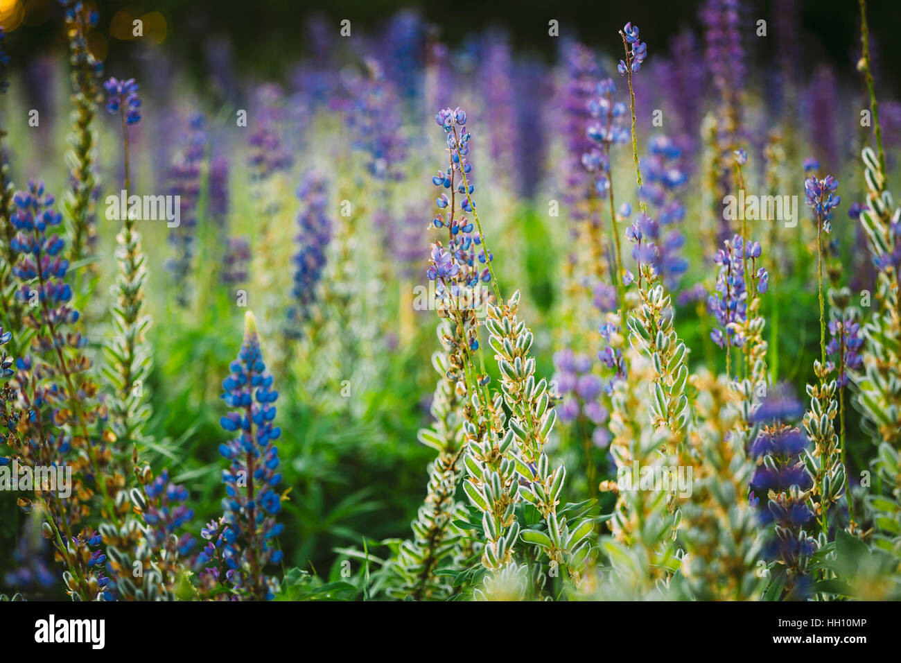 Wiesenblumen samen mix -Fotos und -Bildmaterial in hoher Auflösung – Alamy