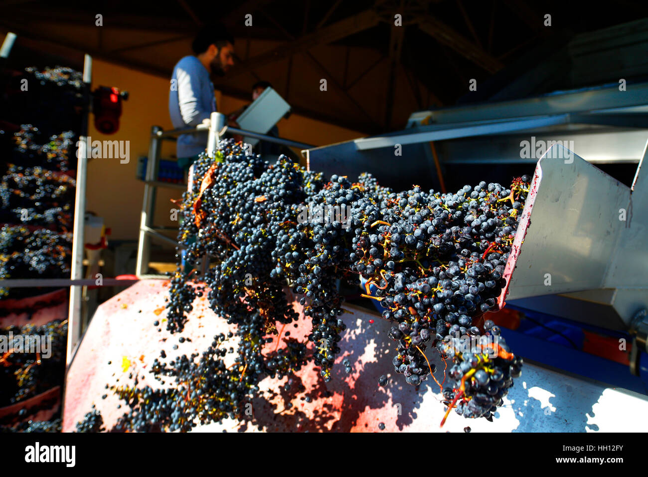 Trauben lese toskana -Fotos und -Bildmaterial in hoher Auflösung – Alamy