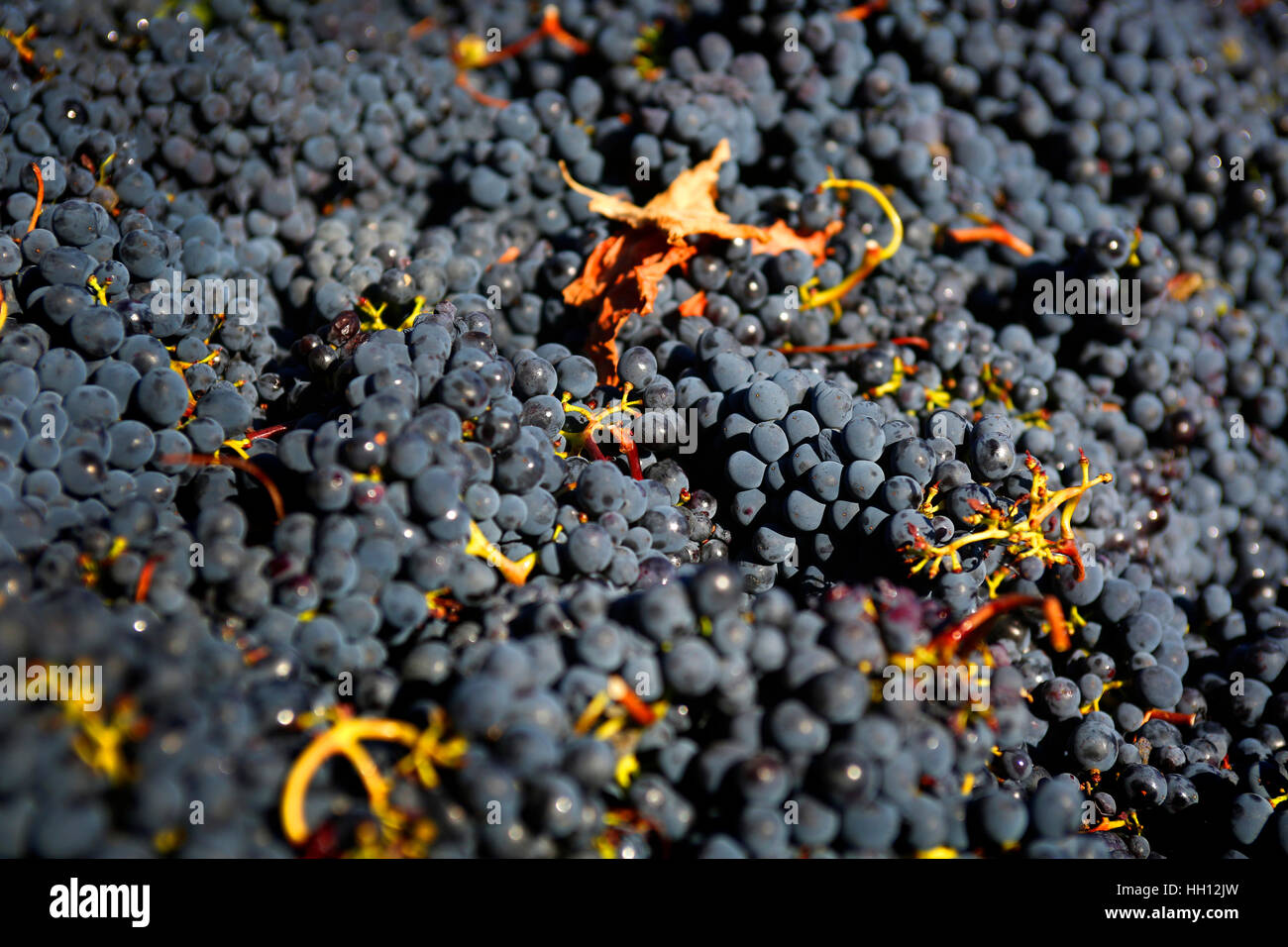 Trauben lese toskana -Fotos und -Bildmaterial in hoher Auflösung – Alamy