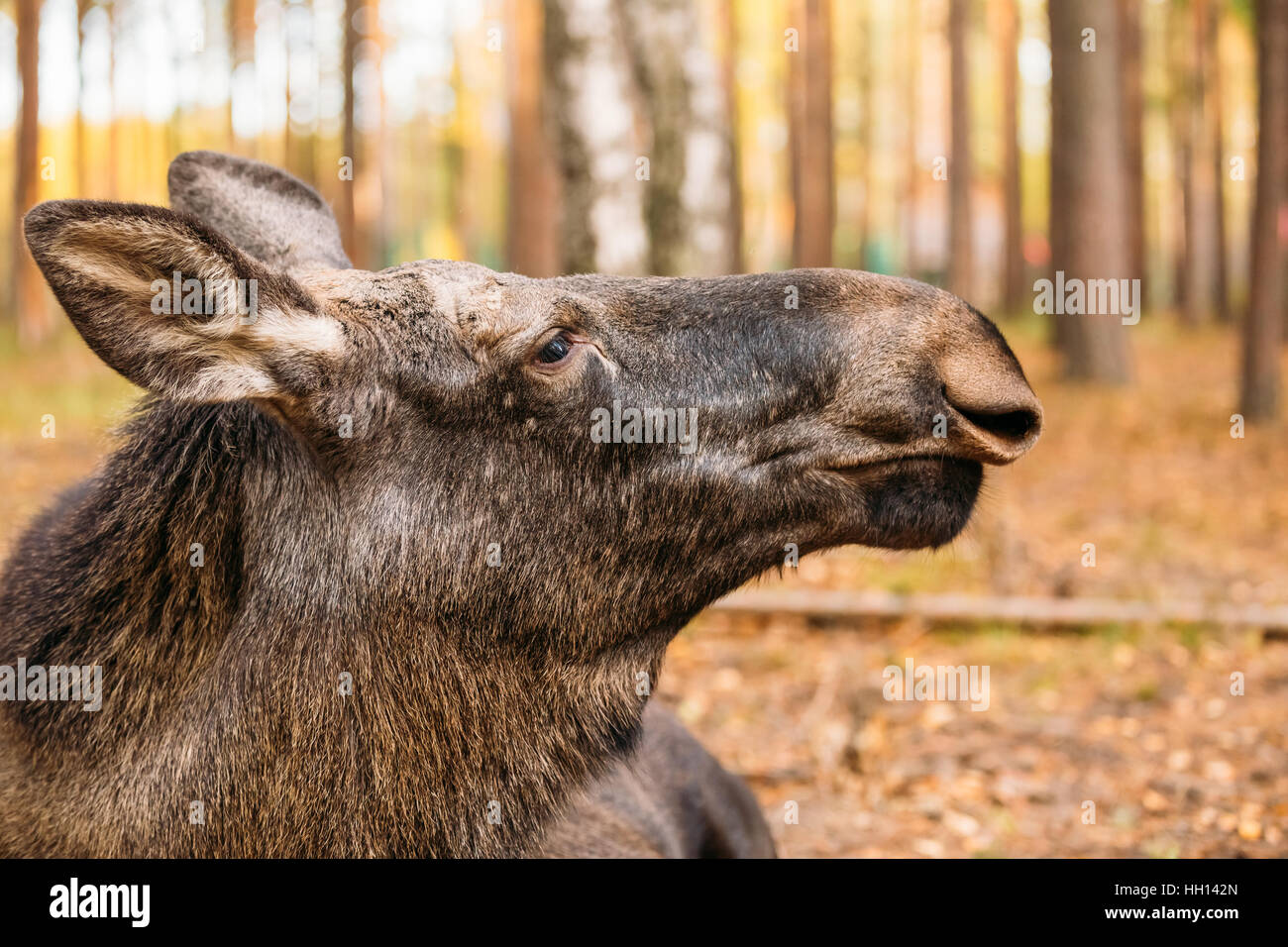 Elch hautnah -Fotos und -Bildmaterial in hoher Auflösung – Alamy