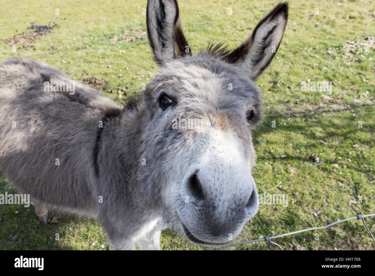 Young donkey -Fotos und -Bildmaterial in hoher Auflösung – Alamy