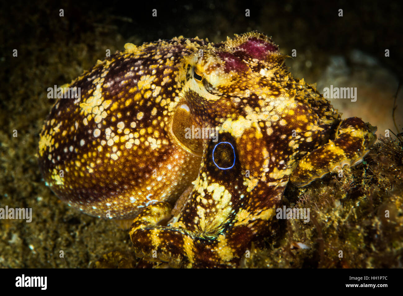 Mototi Octopus Octopus Mototi Stockfotos und -bilder Kaufen - Alamy