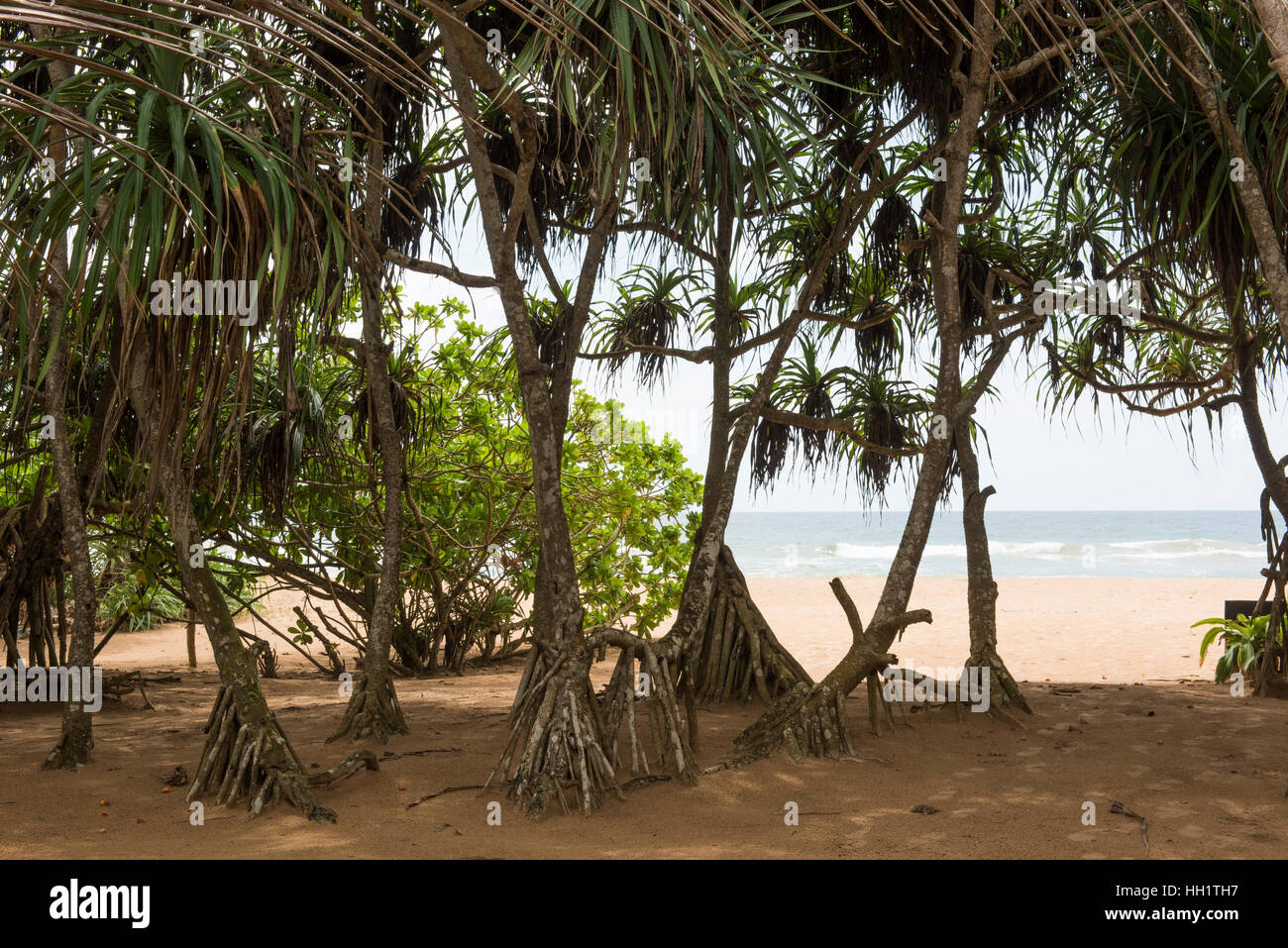 Pandanus Palmen am Strand von Bentota, Bentota, Sri Lanka ...