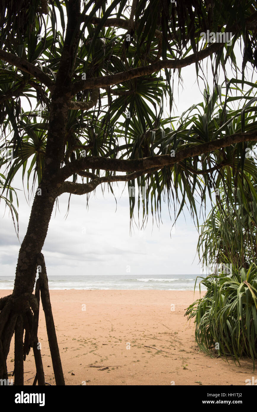 Pandanus Palmen am Strand von Bentota, Bentota, Sri Lanka ...