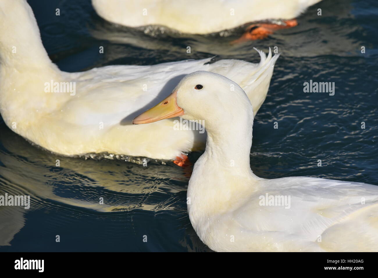 Pekin enten -Fotos und -Bildmaterial in hoher Auflösung – Alamy
