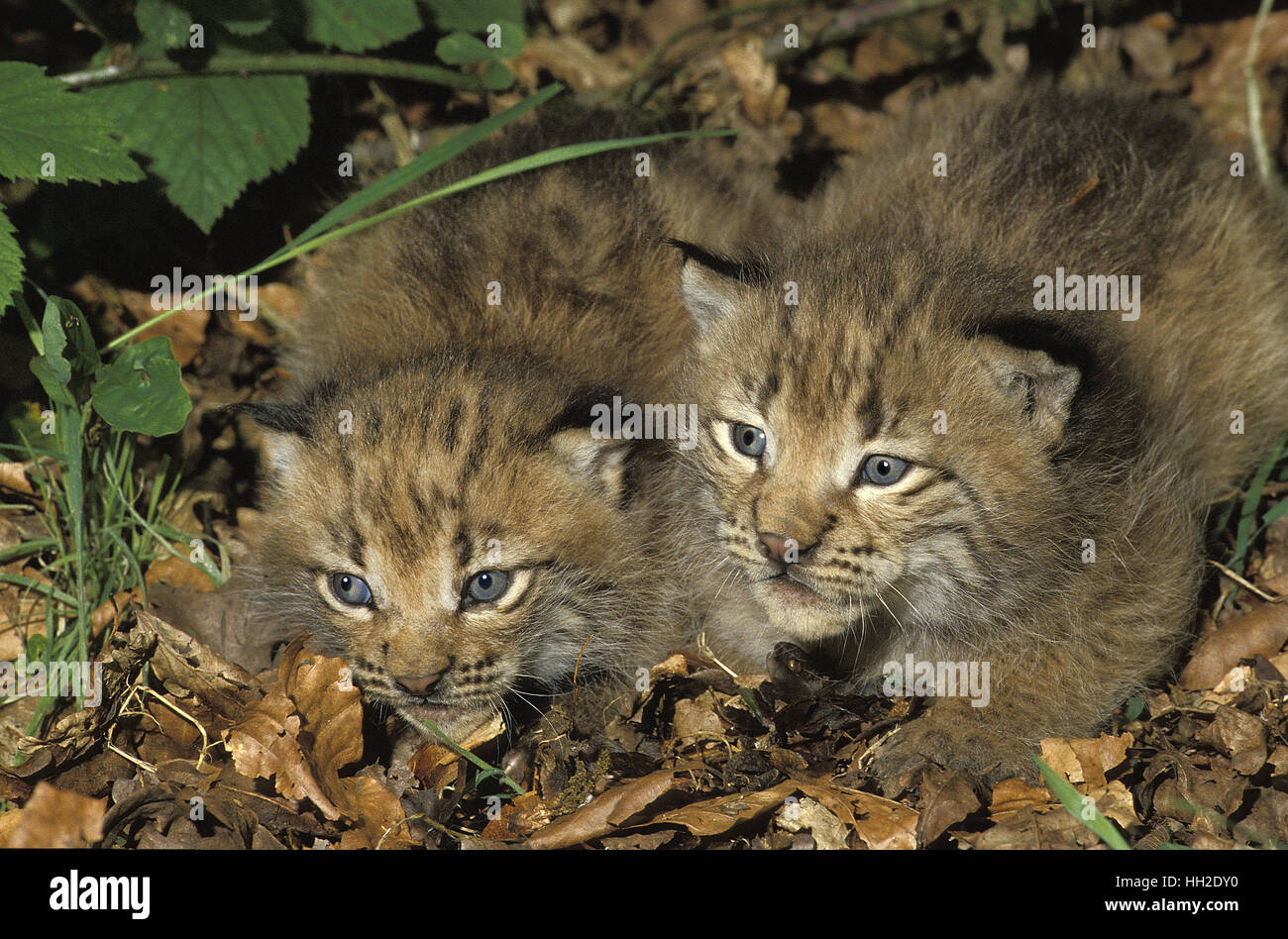 Baby luchse -Fotos und -Bildmaterial in hoher Auflösung – Alamy