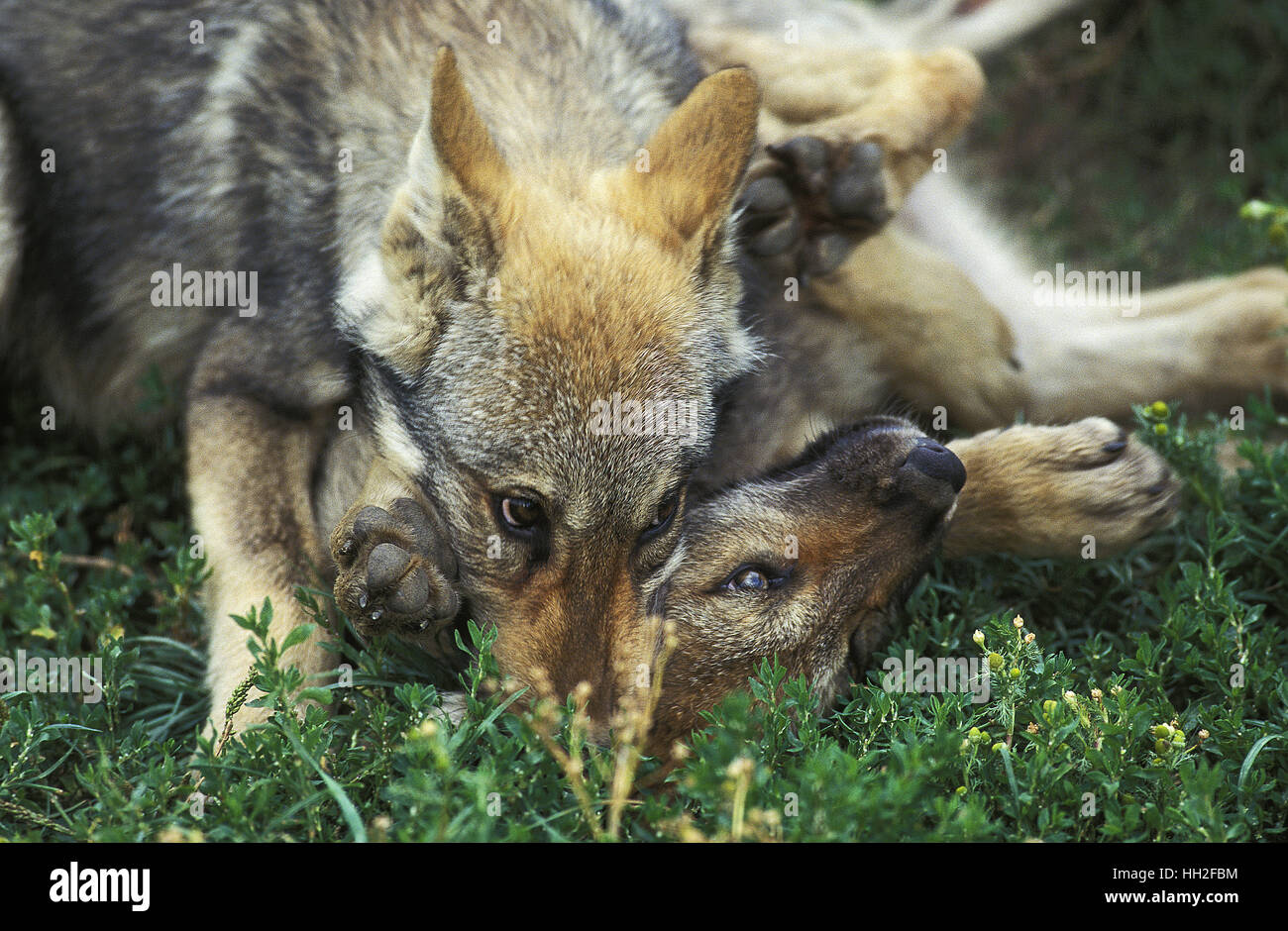 Wolf Spielen Stockfotos und -bilder Kaufen - Alamy