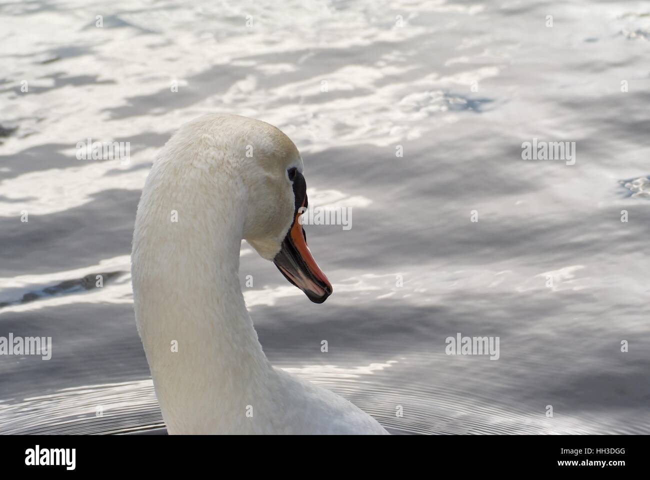 Bill anatomie -Fotos und -Bildmaterial in hoher Auflösung – Alamy