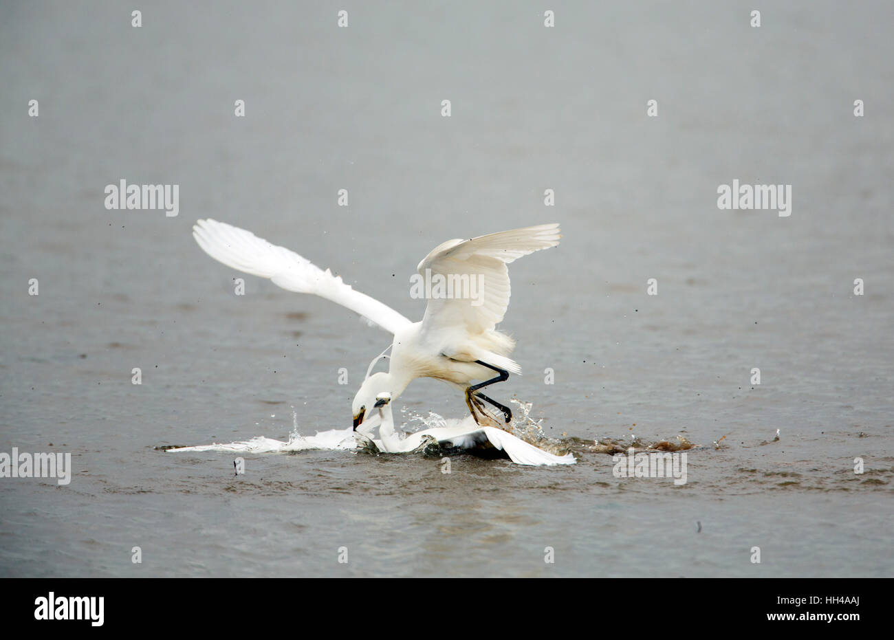 Aggressive behavior -Fotos und -Bildmaterial in hoher Auflösung – Alamy