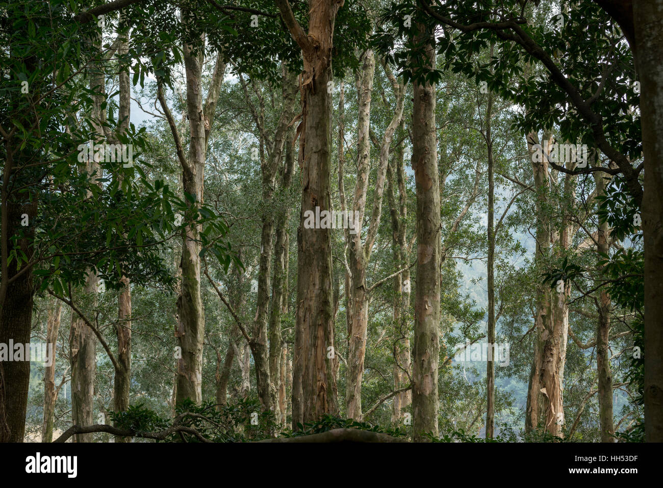 Cajeput tree -Fotos und -Bildmaterial in hoher Auflösung – Alamy