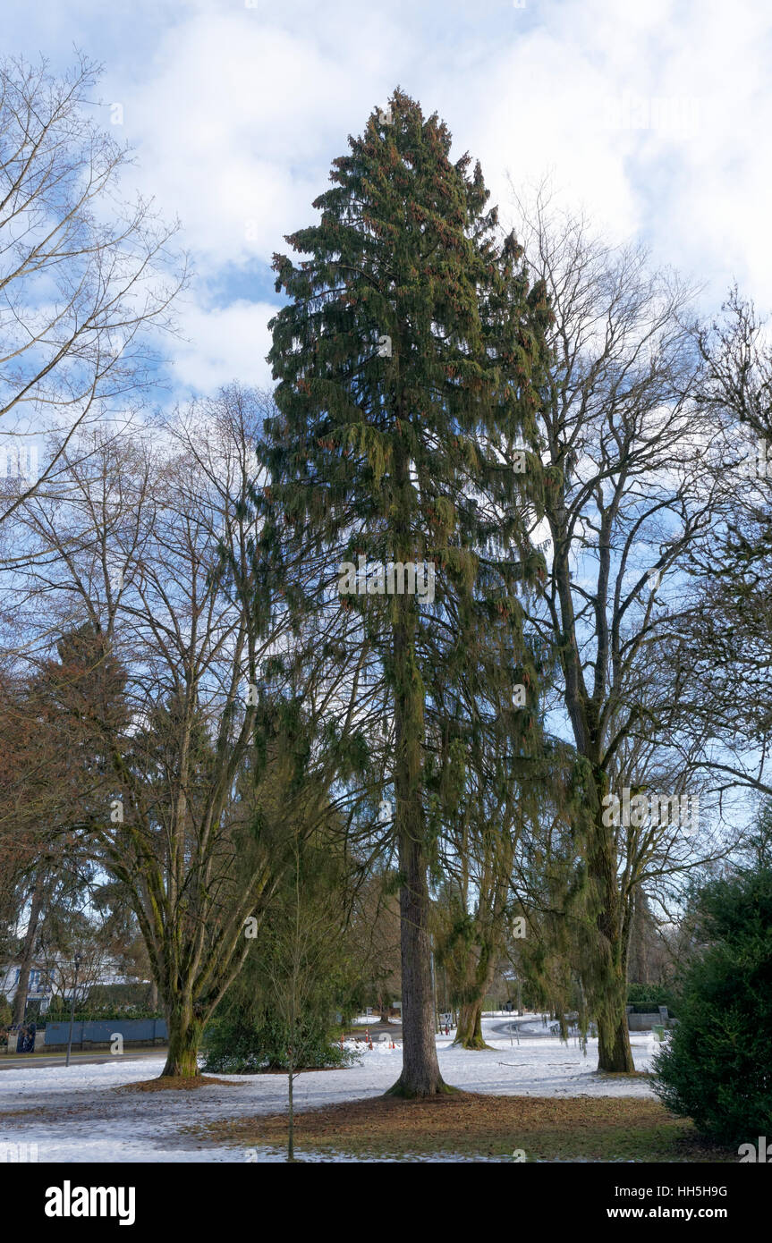 Fichten picea abies -Fotos und -Bildmaterial in hoher Auflösung – Alamy