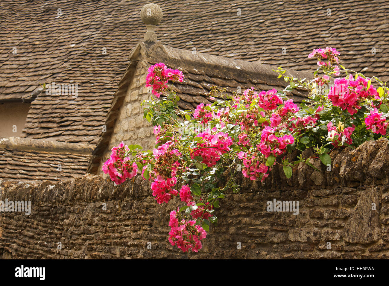Sprossenwand rosen -Fotos und -Bildmaterial in hoher Auflösung – Alamy